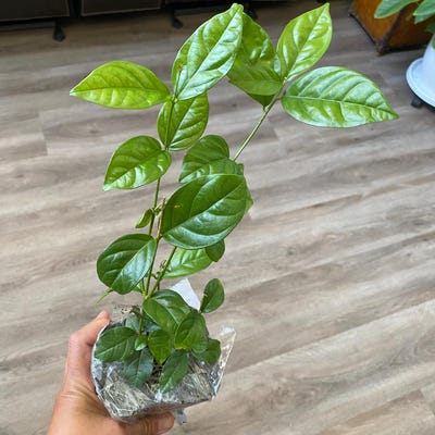 CALOTROPIS GIGANTEA Giant / Madar/ Milkweed Tree Plant Butterfly Garden ...