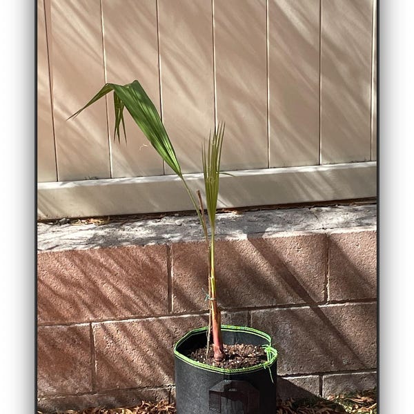 10 Pindo Palm Seedling Starts Butia Capitata - Etsy