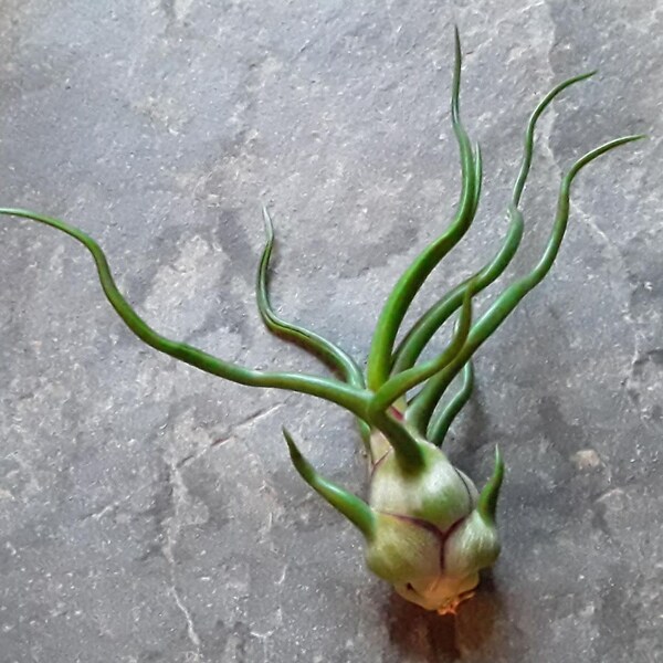 Tillandsia Bulbosa Belize Large Form Air Plant | Hello Tilly Airplant ...