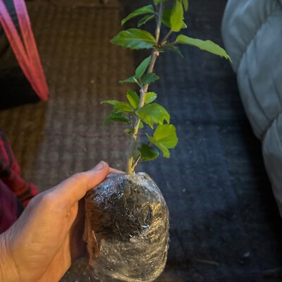 Rose Live Plant Pinata Climbing Rose 4 Nursery Growing Pot Very Hard to ...