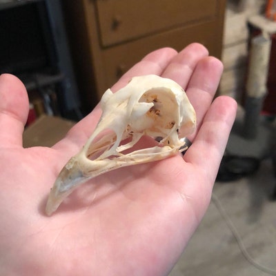Pheasant Skull, Real Bone, Natural Material - Etsy