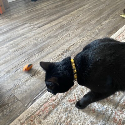 Crime Scene Halloween Breakaway Cat Collar - Etsy