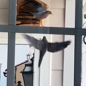 Large Handmade Dove House With Feeding Platform and Torched Finish ...