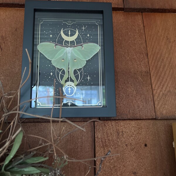 Framed Luna Moth Shadow Box: Gold Star Tarot Print Gothic Wall Decor - Etsy