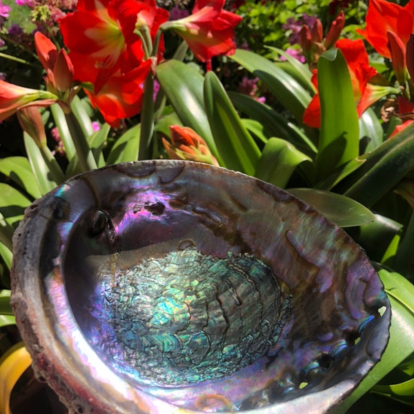 Abalone Shell 6-inch With Stand | Sustainably Collected - for Smudging ...