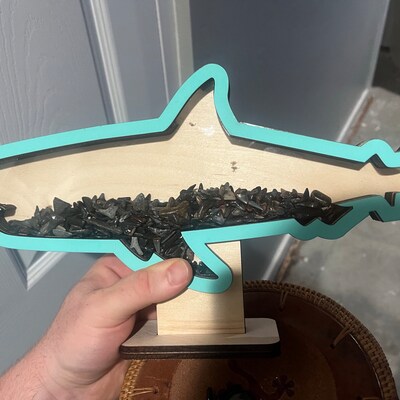 Shark Teeth MEGALODON Shadow Box for Shark Teeth, Small Shells, Fossils ...