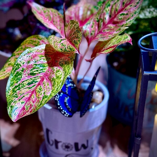 4" African Violet “cabbage Patch” - Etsy