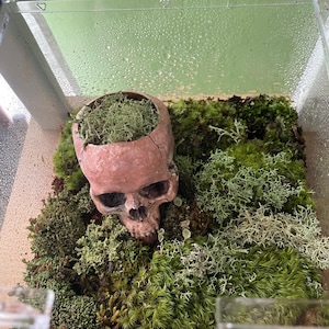 Spoon Leaved Moss Bryoandersonia Illecebra Live Terrarium Moss - Etsy