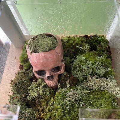 Spoon Leaved Moss Bryoandersonia Illecebra Live Terrarium Moss - Etsy