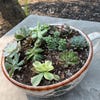 Mystery 9 Pack of 2 ”potted Succulents Variety Pack - Etsy