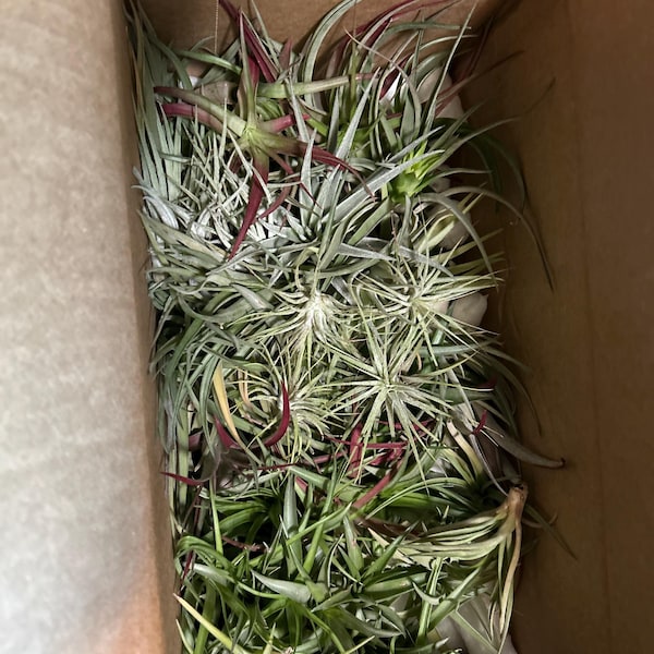 25 Piece Assorted Air Plant Variety Pack | Tillandsia Mix | Wholesale ...