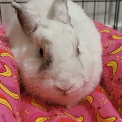 Digital Download Plans for Luxury Bunny Cubby Free Roam Bunnies Cat ...