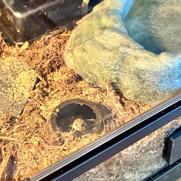 XL Hoggy Hide. Burrow Hide. Snake Hide for Western Hognose, Colubrids ...