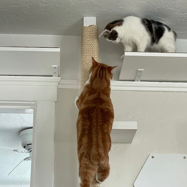Cat Pole! Cats Can Climb From Floor to Ceiling for Play and Exercise ...