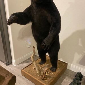 4 Muskrat Feet Real Animal Bone Taxidermy Weird Craft Parts - Etsy