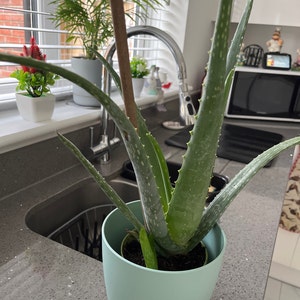 Happy Retirement Rose Bush Gift Wrapped Help A Colleague or Friend ...