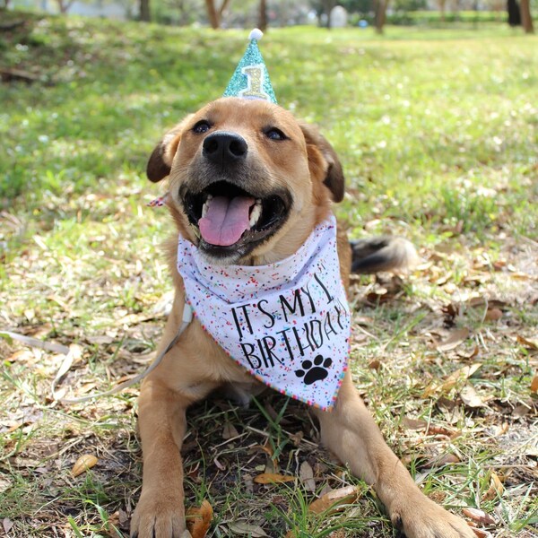 Custom Mini Fun Party Hat, FIRST Birthday, 1st B-day Hat, Girl Boy Dog ...