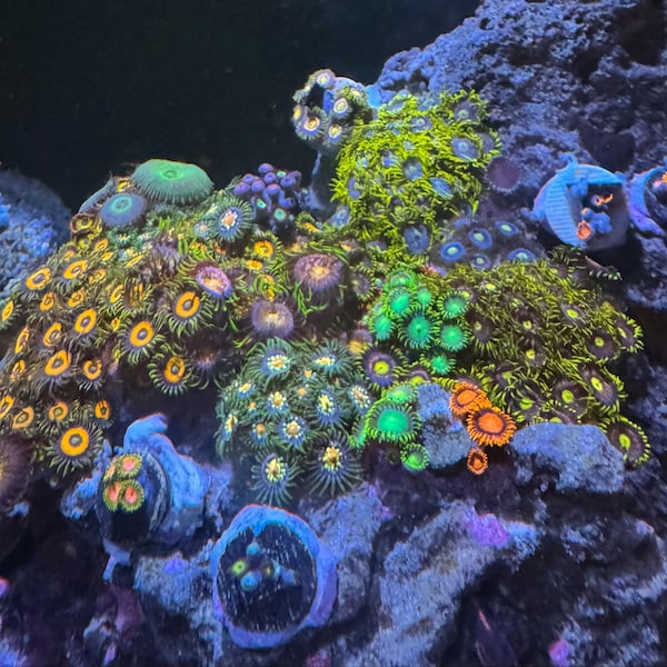 Reefhex Magnetic Frag Rack – Patent-pending Modular Frag Rack for Coral ...