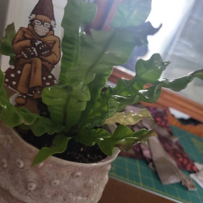 Bern in a Fern Grumpy Bernie Garden Gnome Plant/garden Stake - Etsy
