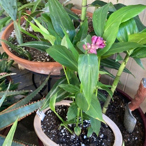 Variegated Spiral Ginger Costus Arabicus Variegatus - Etsy