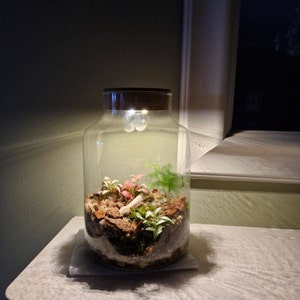 DIY Tall Light up Closed Terrarium Beginners Closed Terrarium Kit ...