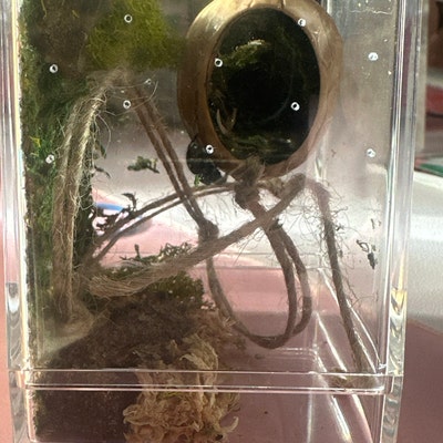 Acorn Jumping Spider Enclosure, Sling Jumping Spider Container Home ...