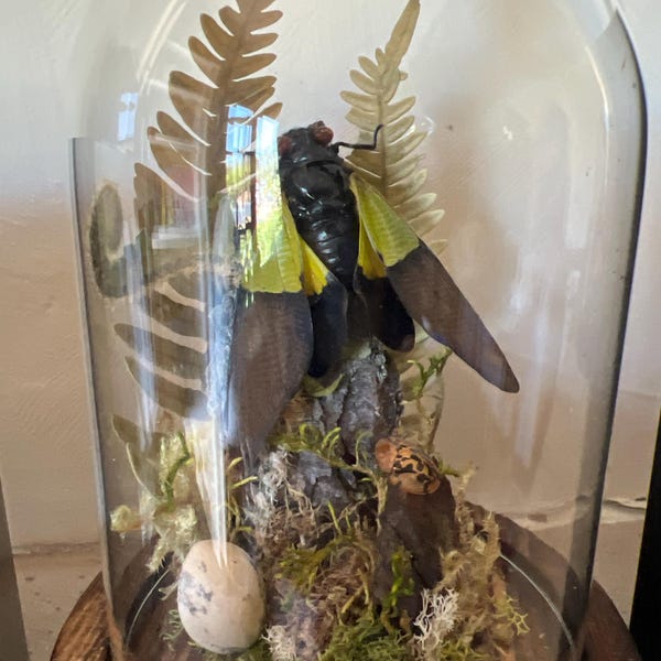 Giant Cicada & Empress Cicada Shadow Box Framed Quesada Gigas ...