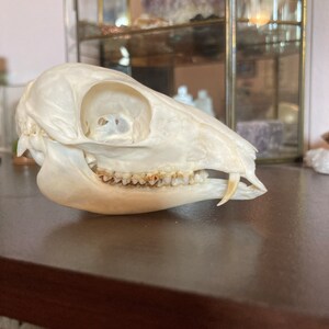 Real Lionfish Skeleton Dendrochirus Fish Taxidermy on - Etsy