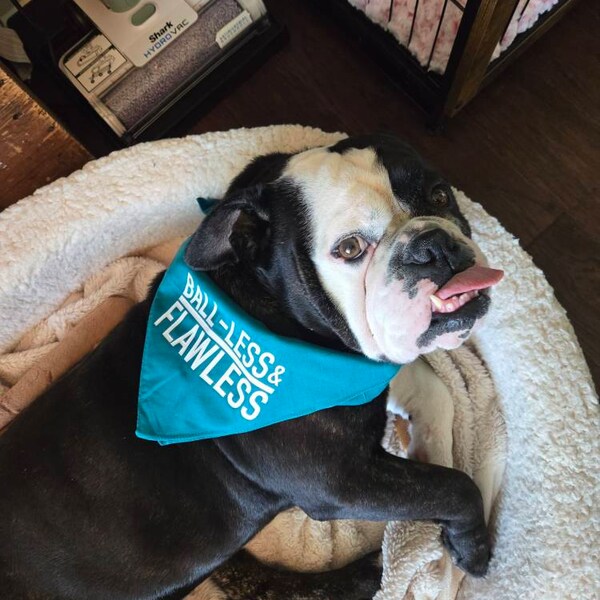 Ball-less & Flawless Dog Bandana, Funny Dog Bandana, Neuter Bandana ...