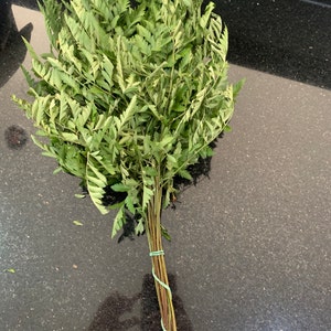 Fresh Lemon Leaf Salal 18-20 Stems for Wedding Home Decor - Etsy