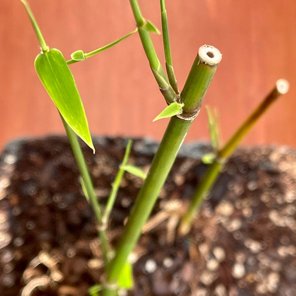 Lady Finger Clumping Bamboo/bambusa - 1 Value Priced Division -approx ...