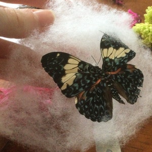 Real Hamadryas Amphinome, red Cracker Butterfly, Spread for Your ...