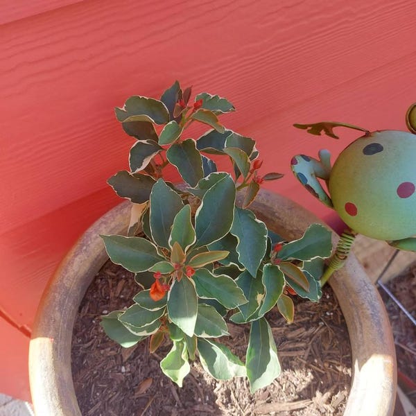Raspberry Ice- Variegated Bougainvillea - Etsy
