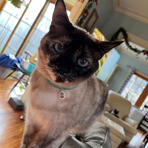 Dusty Blue Flower Dog Collar,wedding Dog Collar,dog Birthday Gift ...