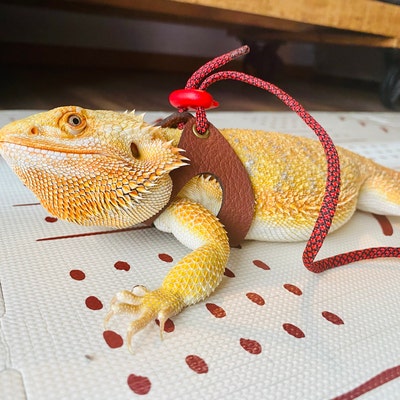 Bearded Dragon Hat Lizard Costume Reptile Hat Crochet - Etsy