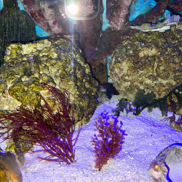 LIVE 10-pack Macro Algae Sampler Macro Algae/macroalgae Coral for ...