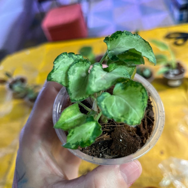 Syngonium Three Kings Starter Plant ALL STARTER PLANTS Require You to ...