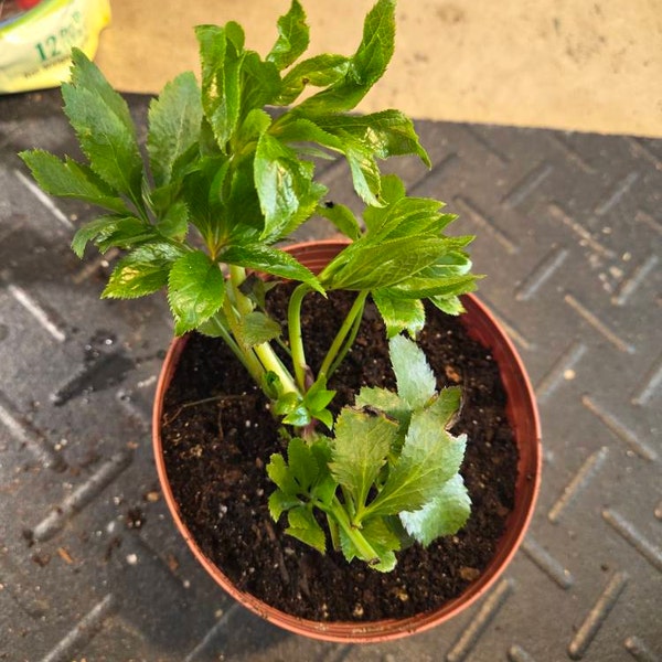 Mini Mighty Mouse Perennial Hosta. Super Cute. Starter Perennial Loves ...