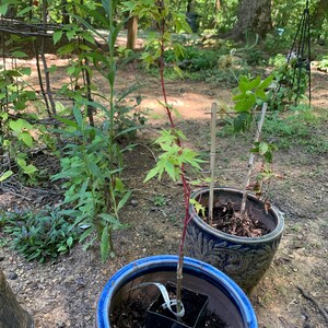 Viburnum Plicatum 'popcorn' Live Plant Perennial Shrub White Snowball ...
