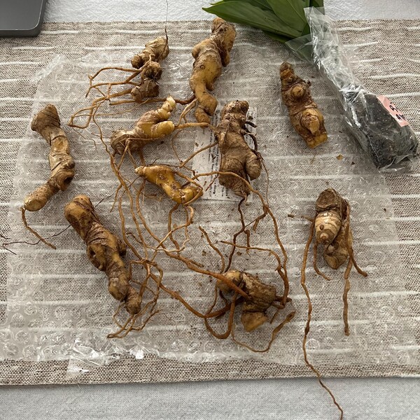 10x Seeds Giant Passionfruit Giant Granadilla, Rare, Exotic, Delicious ...