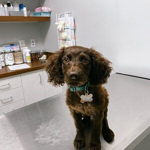 Cow Print Dog Tag Animal ID Tag Farm Dog Tag Double Sided - Etsy