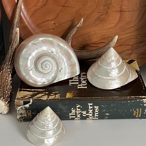 6.20" FLORIDA Keys BEACH Collected Juvenile Roller Queen, Pink Conch ...