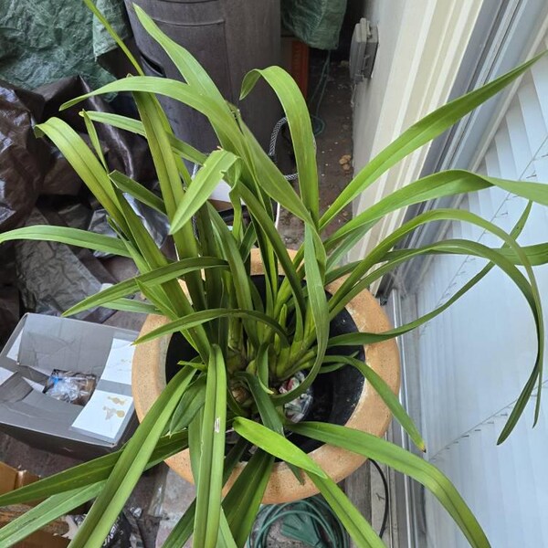 Cymbidium Barrita Peace 'strawberry Lip Flush'. - Etsy