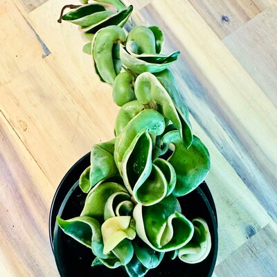 Variegated Hoya Compacta Variegated Hindu Rope Hoya - Etsy