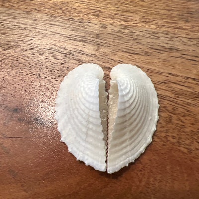 White Heart Cockle Sea Shell Cardium Cardissa Unique Natural Display ...