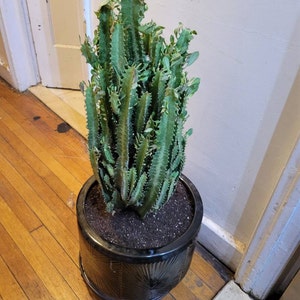 Dinosaur Back Myrtillocactus Geometrizans F. Cristata - Etsy