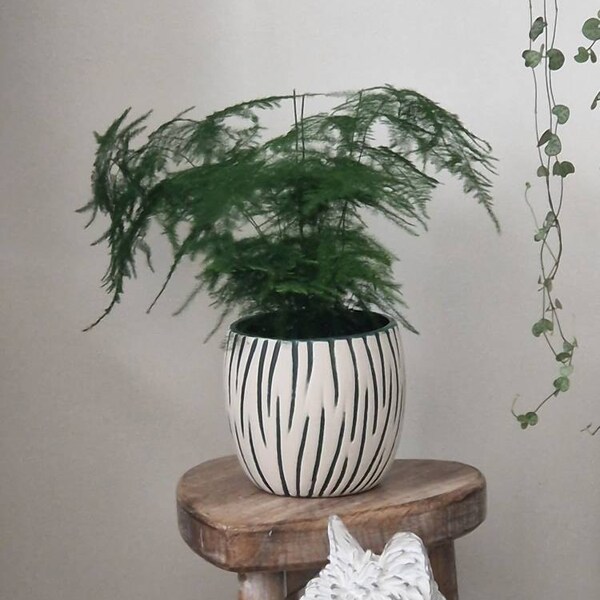 Asparagus Live Plants in 7cm Pots Ready to Plant Out! (connovers ...