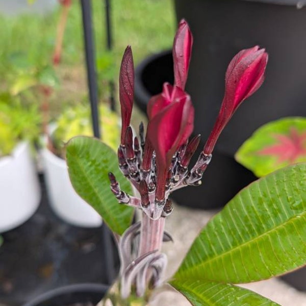 Anthurium Pink Emma - Etsy