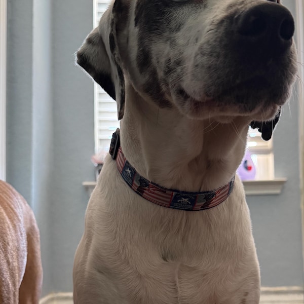 Saint Patrick's Day Shamrocks Dog Collar, Leash, or Matched Set....also ...