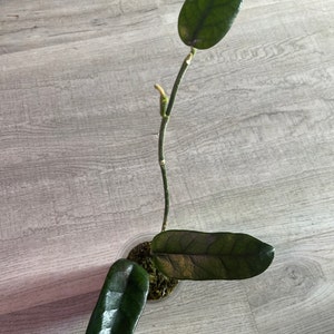 White Princess Philodendron, Pink & White Philodendron, PPP, WPP, High ...